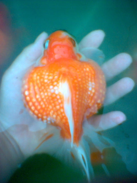 Ping Pong Pearlscale Goldfish