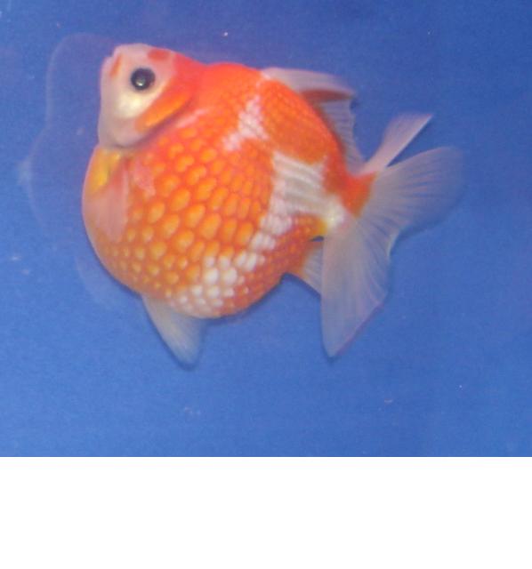Ping Pong Pearlscale Goldfish