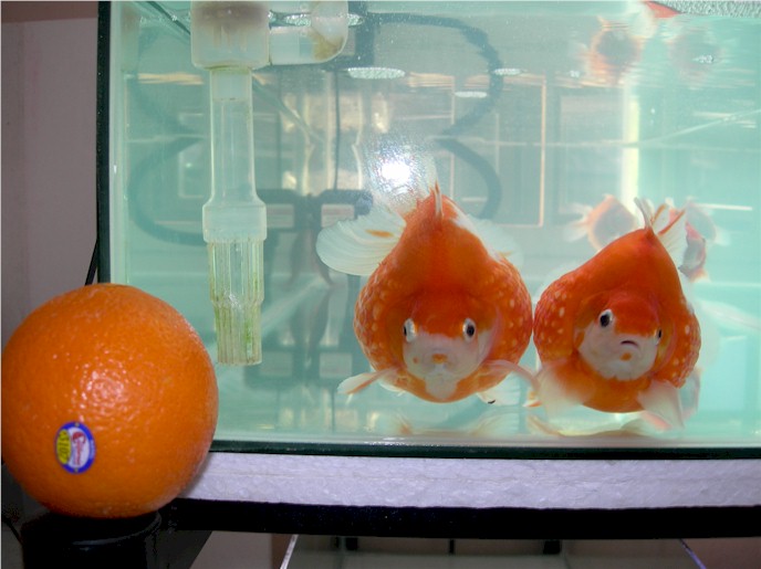 Ping Pong Pearlscale Goldfish