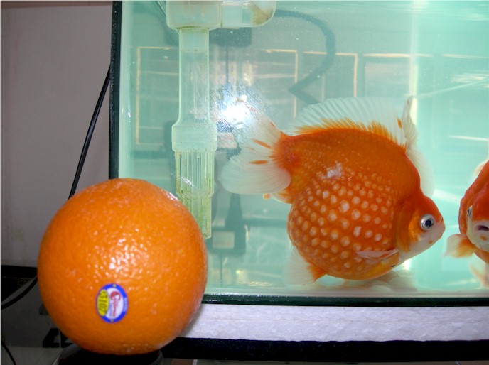 Ping Pong Pearlscale Goldfish
