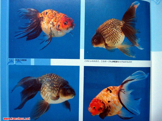 Shukin Goldfish